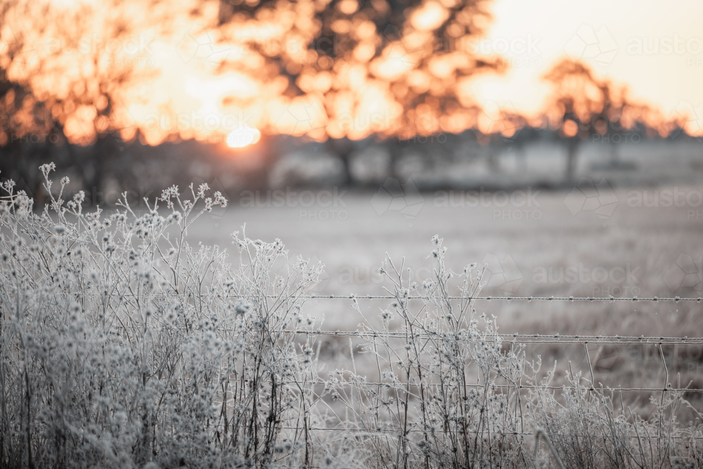 Image of Weeds covered in frost along farm fence at sunrise - Austockphoto
