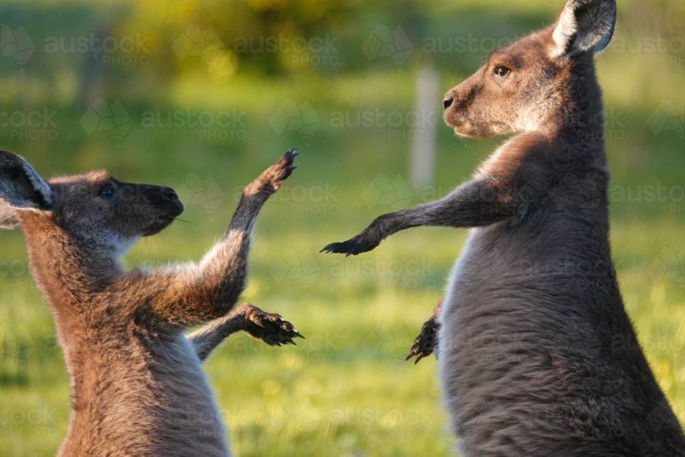 Image of Western Grey Kangaroo - Austockphoto