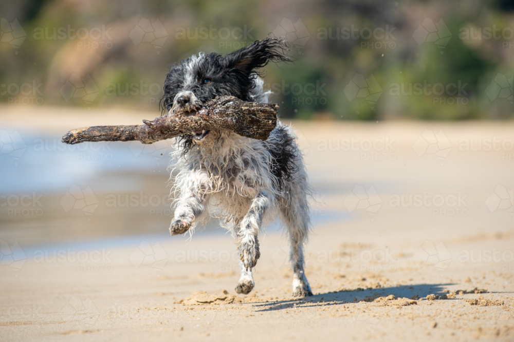 Image of Wet dog joyfully running along the beach with a large stick in ...