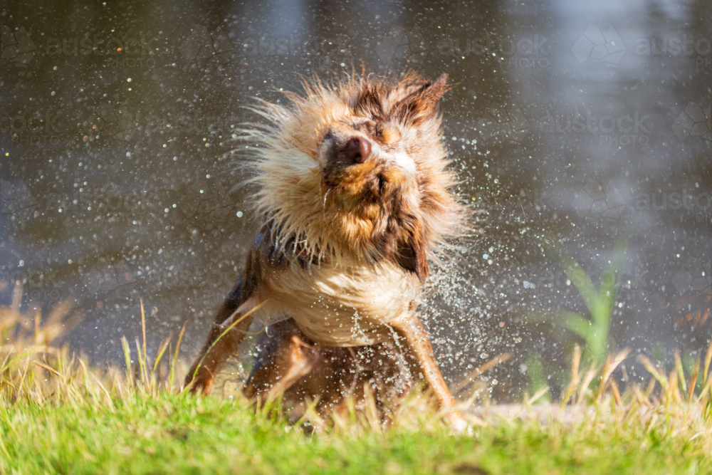Image of Wet dog shaking off water after a swim. - Austockphoto