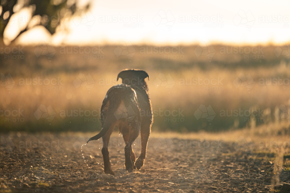 Image of Wet Rottweiler dog dripping as she walks along rural country ...