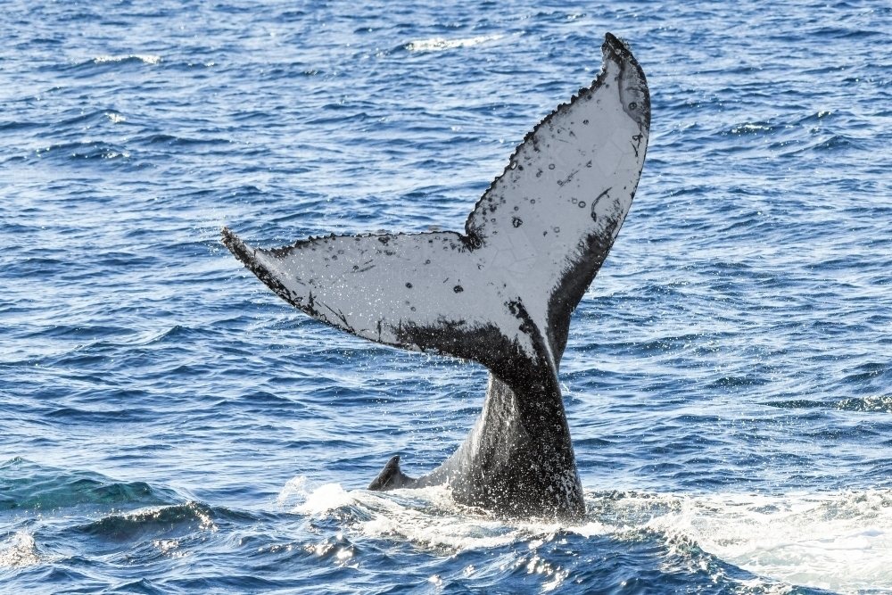 Image of Whale tail waving in the ocean - Austockphoto