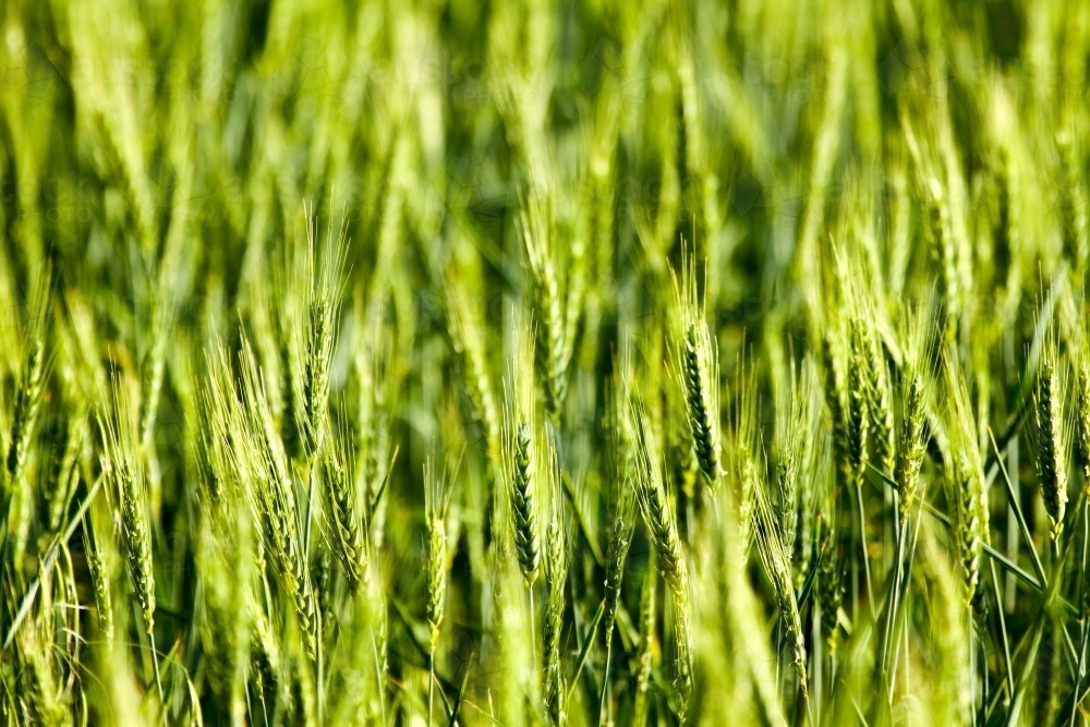Image of Wheat crop close-up - Austockphoto