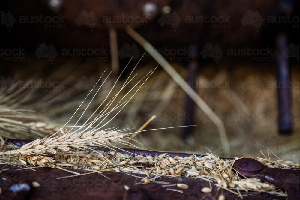Image of Wheat stalks and grain on crop harvester machinery - Austockphoto