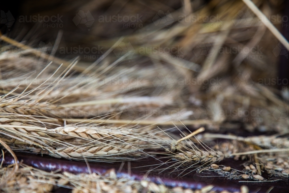Image of Wheat stalks and grain on crop harvester machinery - Austockphoto
