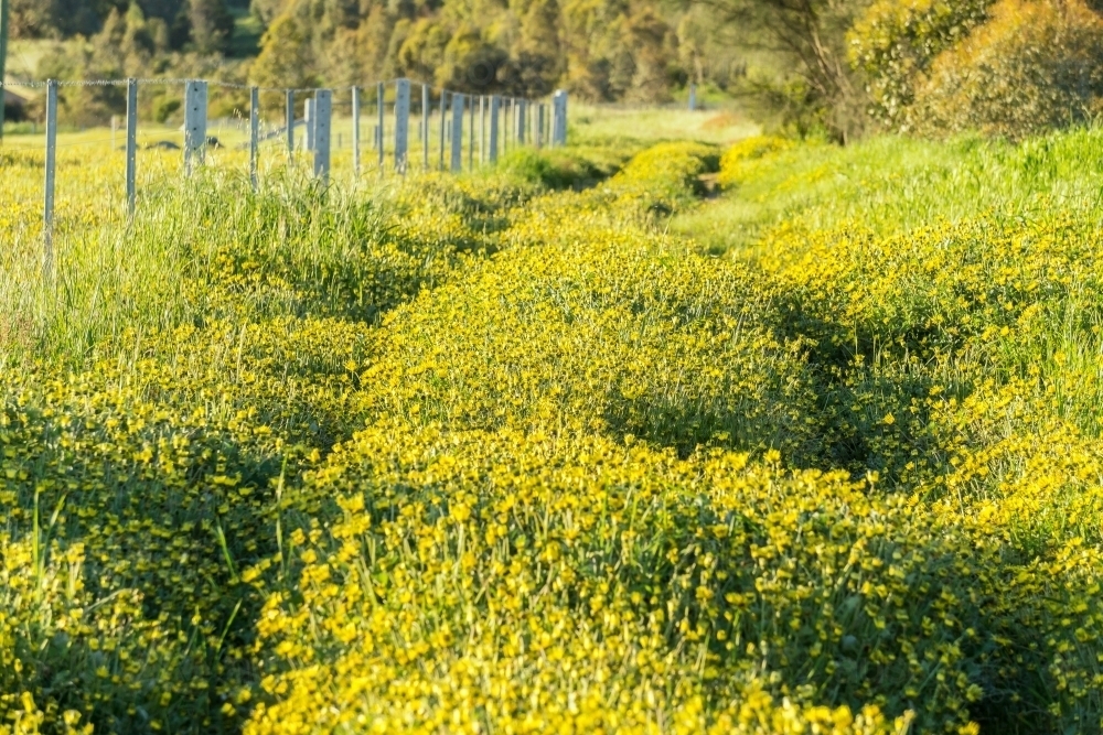 Image of Wheel tracks over grown by cape weed daisies - Austockphoto