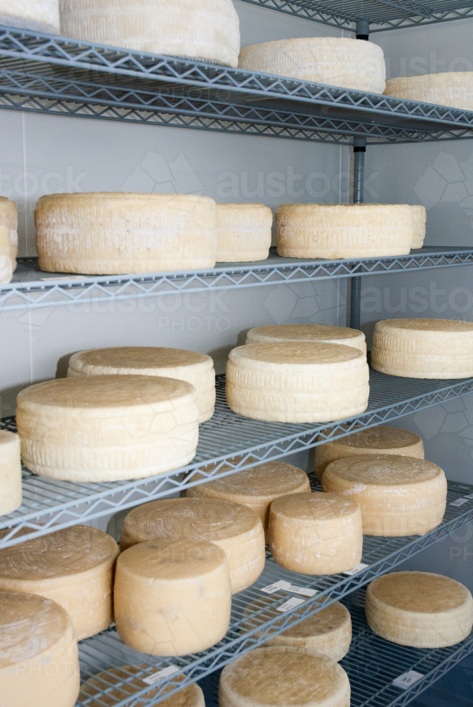 Image of Wheels of cheese in a fridge - vertical - Austockphoto