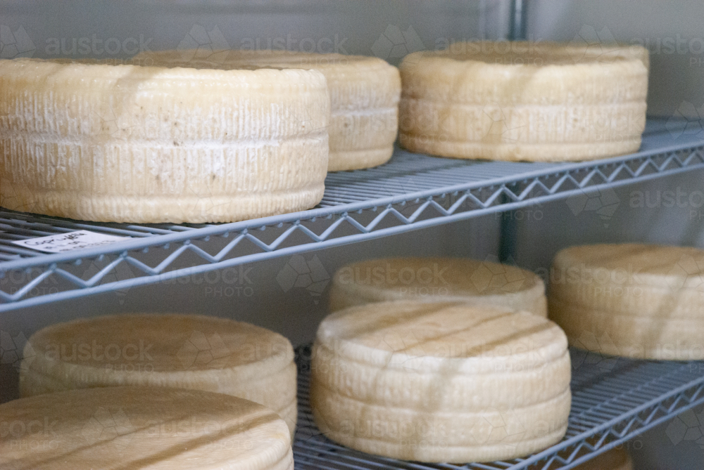 Image of Wheels of cheese in an fridge - horizontal - Austockphoto