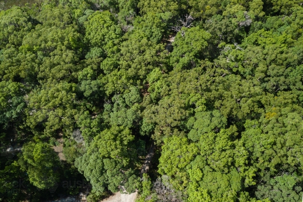 Image of when trees actually look like broccoli - Austockphoto