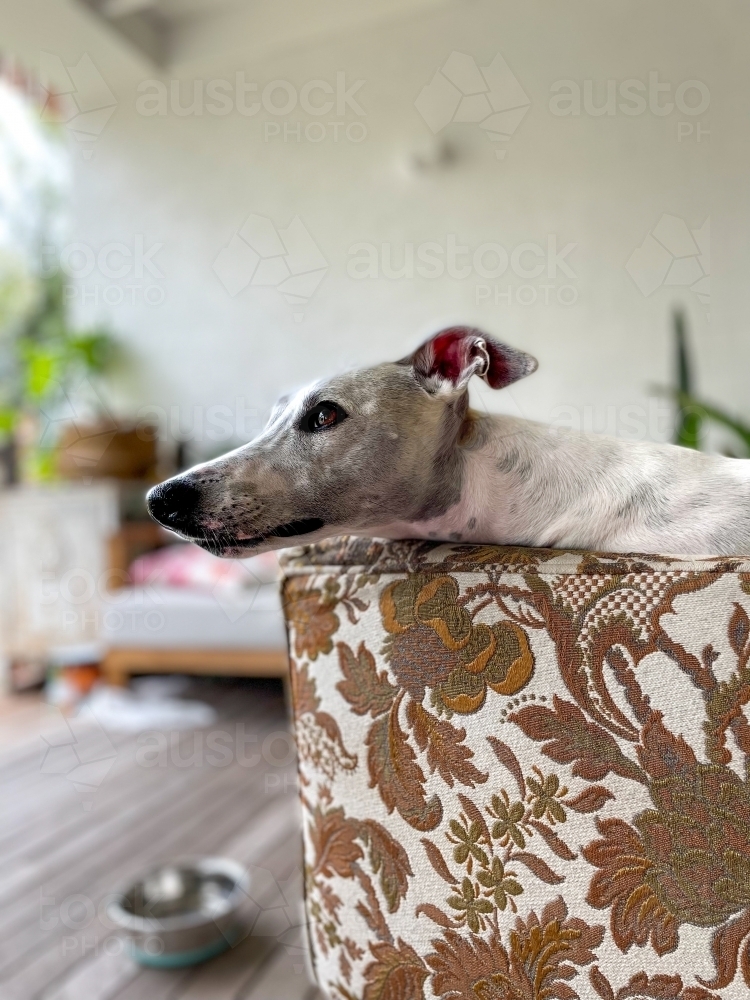 Image of Whippet dog lying on retro bed on alfresco decking - Austockphoto