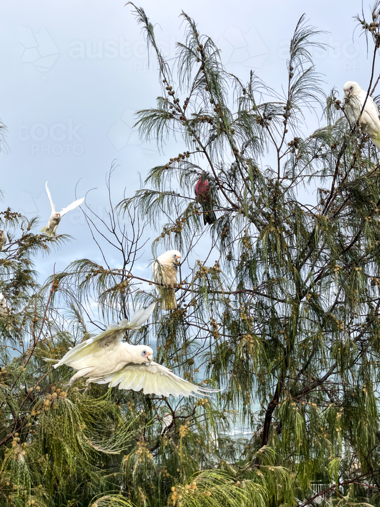 Image of White cockatoos sitting in tree and mid flight with blue sky ...