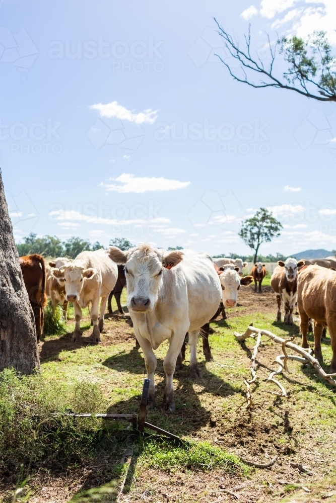 Image of white cow with herd of cattle on sunlit farm with blue sky ...