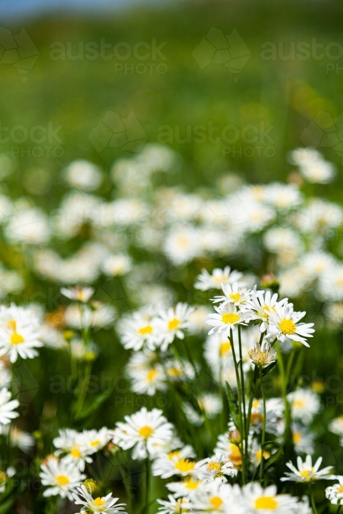 Image of White daisy wildflowers in green roadside paddock close up ...