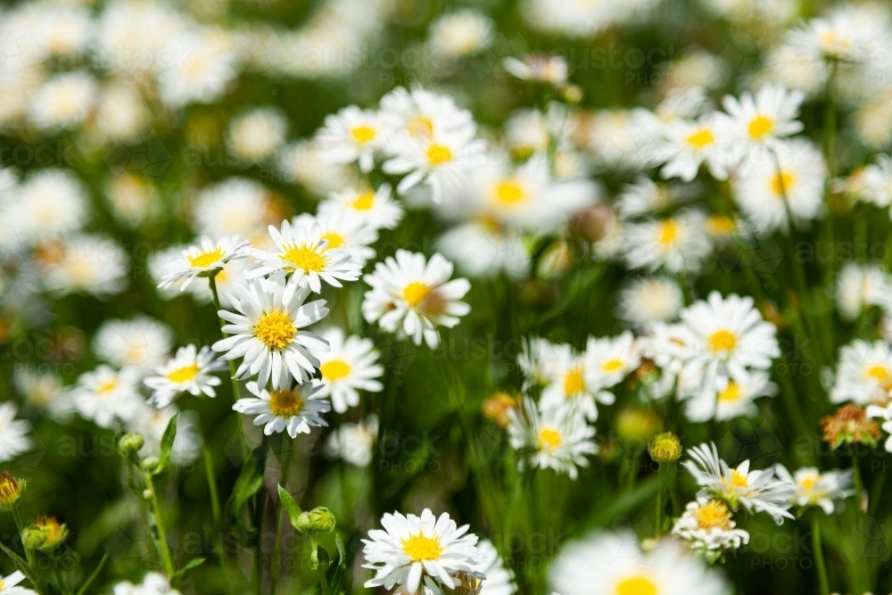 Image of White daisy wildflowers in green roadside paddock close up ...