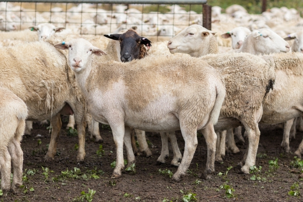 Image of White dorper sheep in yards - Austockphoto