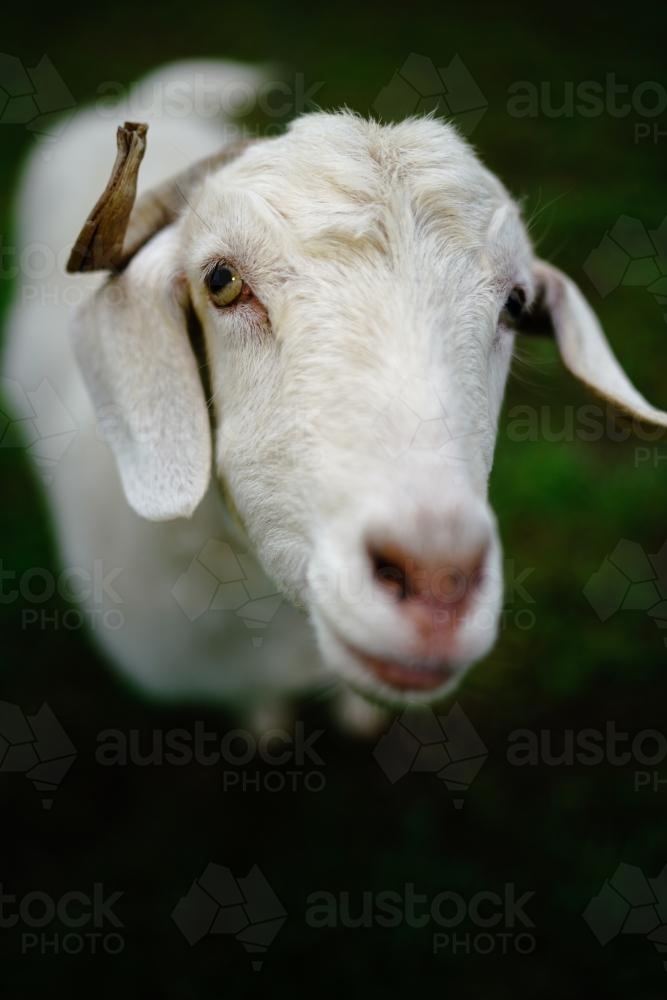 Image of White Goat Looking up at Camera - Austockphoto