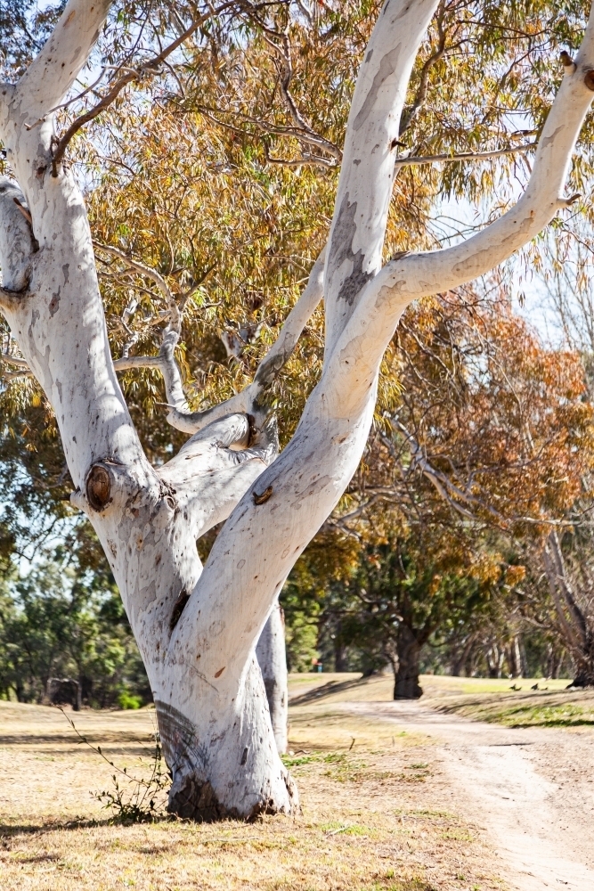Image of White gum tree with thick branches beside path - Austockphoto