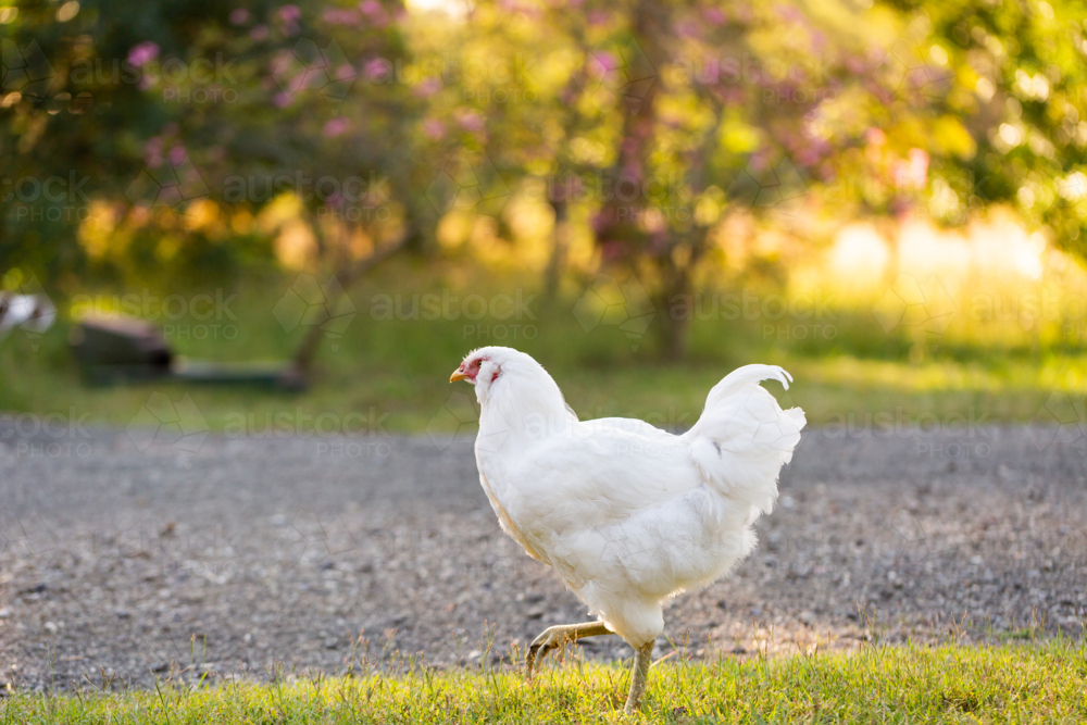 Image of White hen free ranging on farm by gravel driveway in country ...
