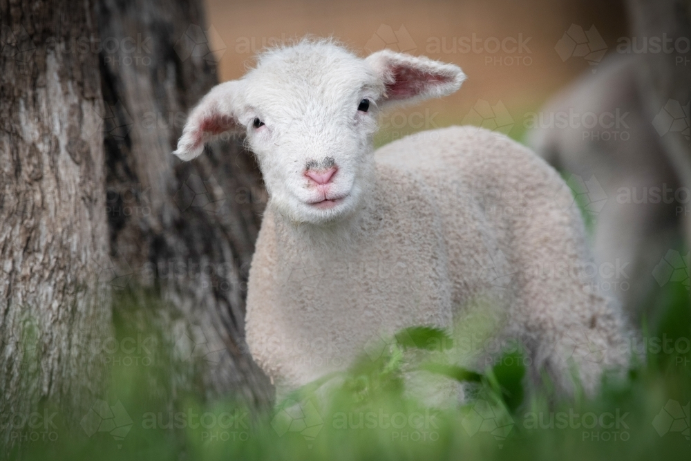Image of White lamb in field standing next to a huge tree trunk ...