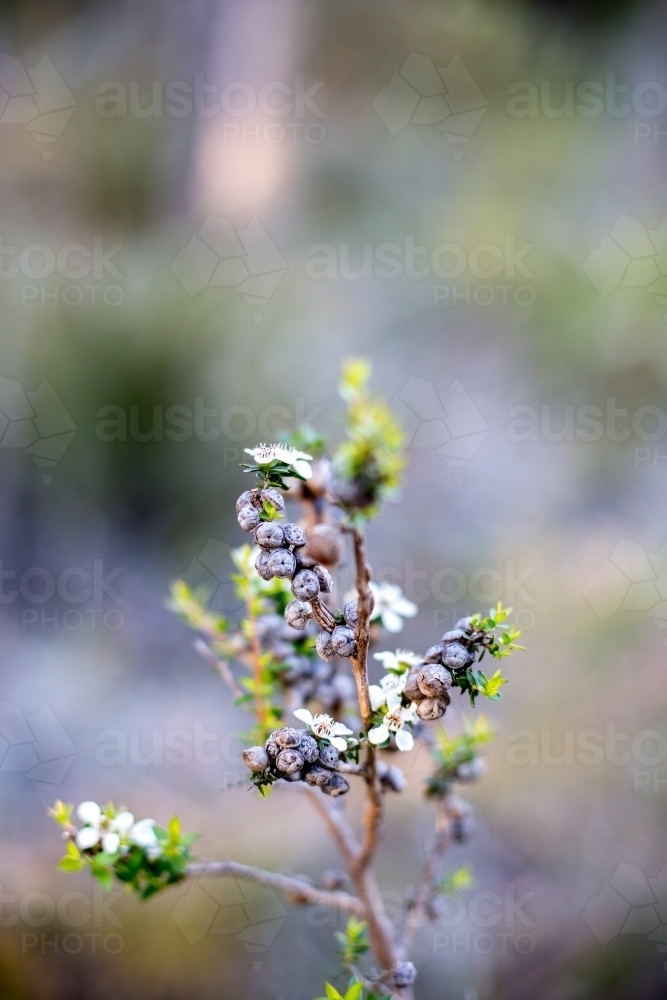 Image of White native flowers adorn a small shrub - Austockphoto