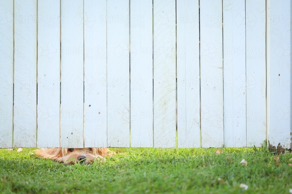 Image of White picket fence with little cavoodle dog face peeking out ...