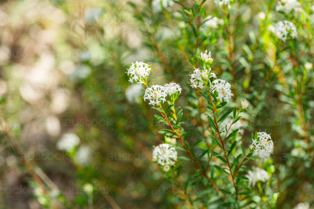 Image of White queen of the bush flowers growing in native bushland ...