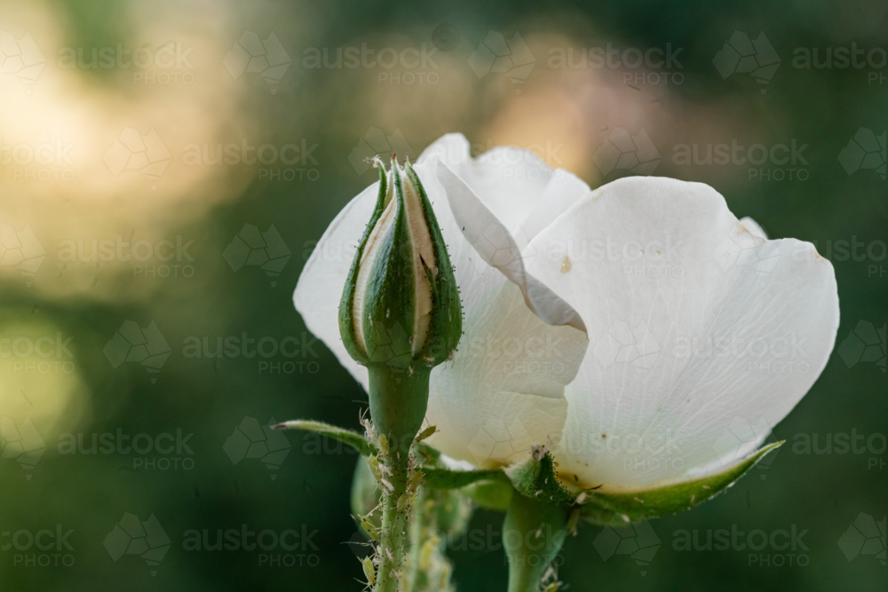 Image of White rose bloom and bud with aphid pests on stem - Austockphoto