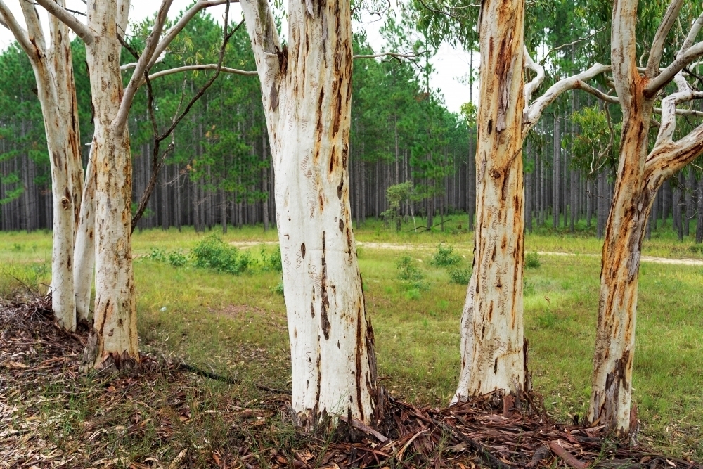 Image of White scribbly gum tree trunks in a row in front of a pine ...