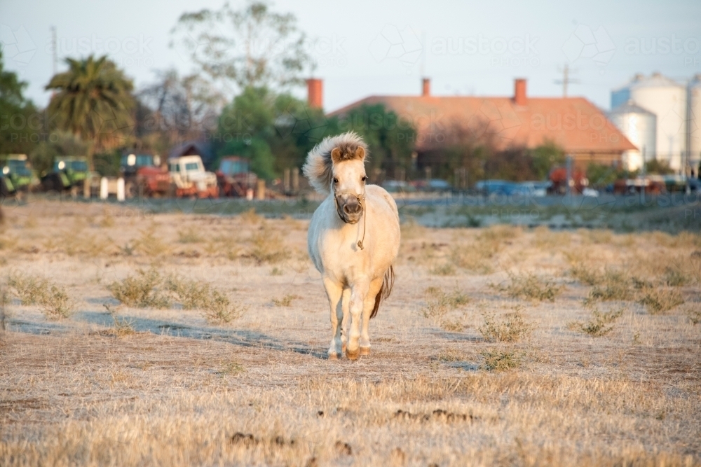 Image of White shetland pony running toward camera in the early morning ...