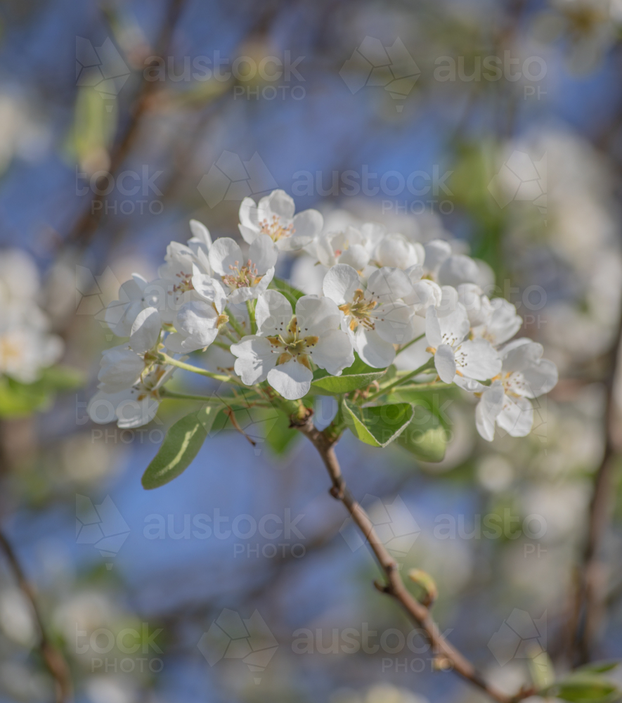 Image of White spring blossoms - Austockphoto