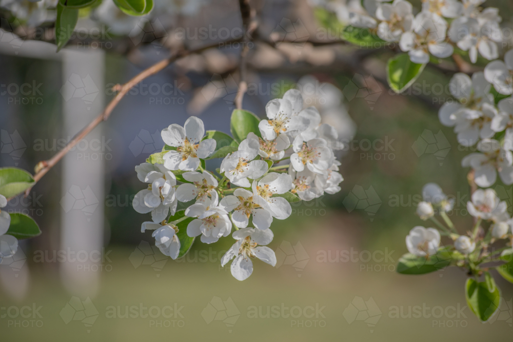 Image of White spring blossoms - Austockphoto
