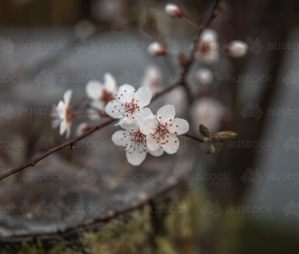 Image of White spring blossoms on a bare branch on a moody day ...