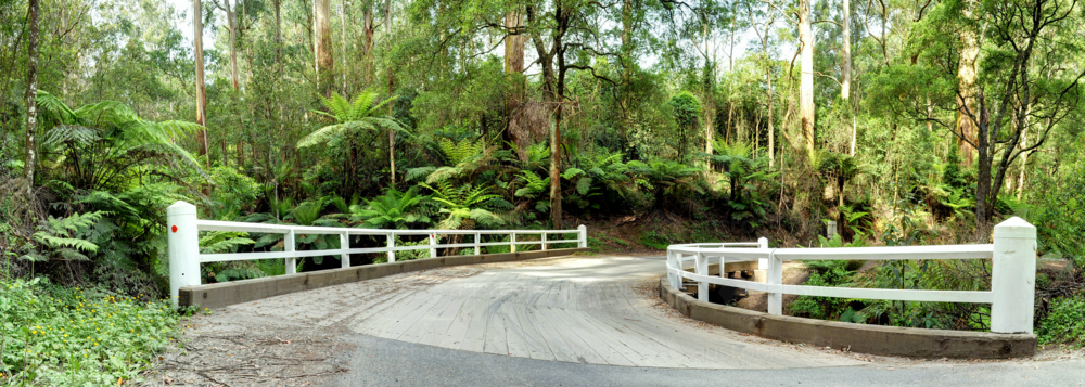 Image of White timber bridge curving through lush rainforest ferns ...
