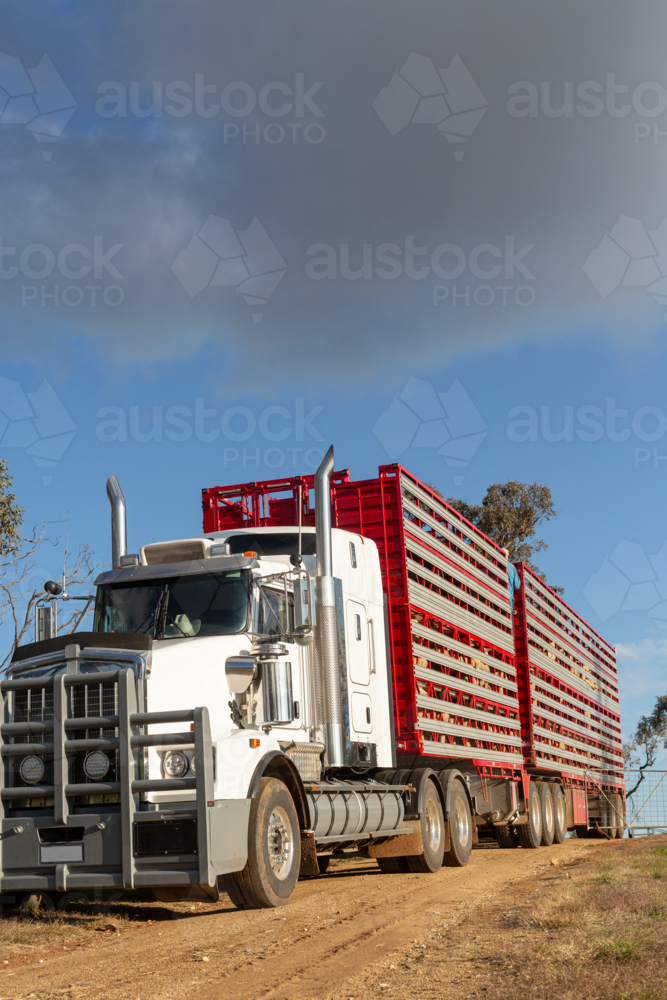Image of White truck with stock crate loading sheep for sale yards ...
