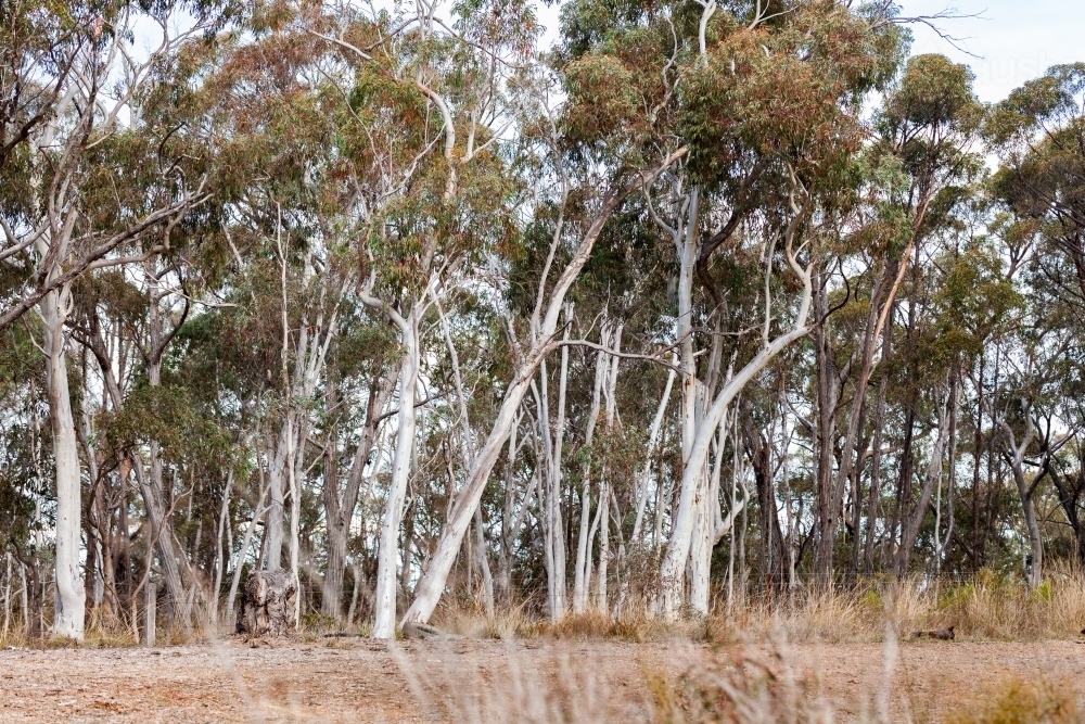 Image of White trunked gum trees and bushland - Austockphoto