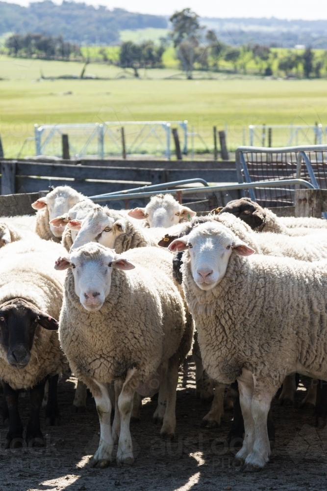 Image of White woolly rams in a pen - Austockphoto