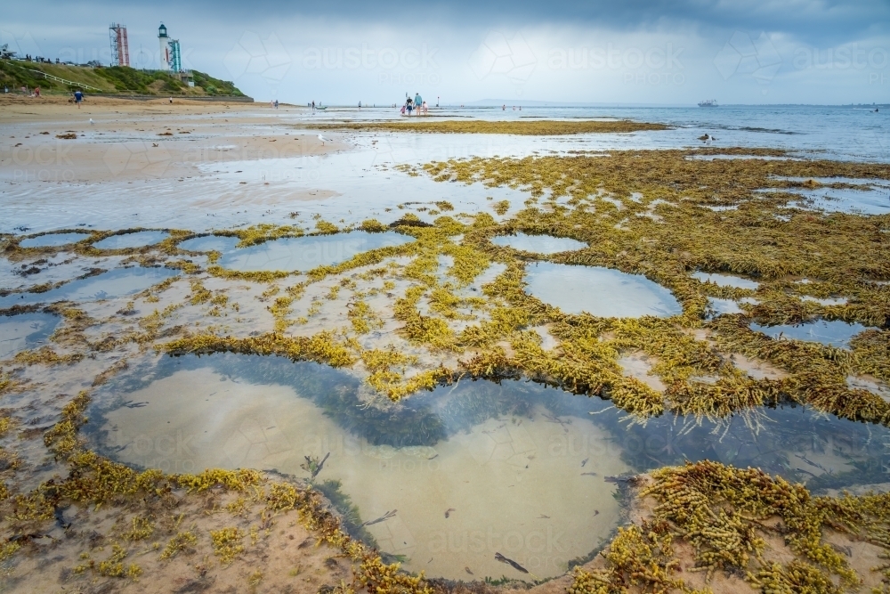 Image of Wide angle view of seaweed covered rock pools on a beach below ...