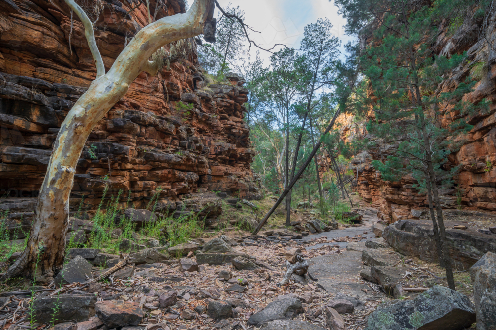 Image of Wide angled view of a gum tree at the base of a rocky gorge ...