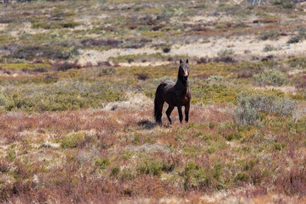 Image of Wild (feral) Snowy Mountains brumby stallion standing in open ...