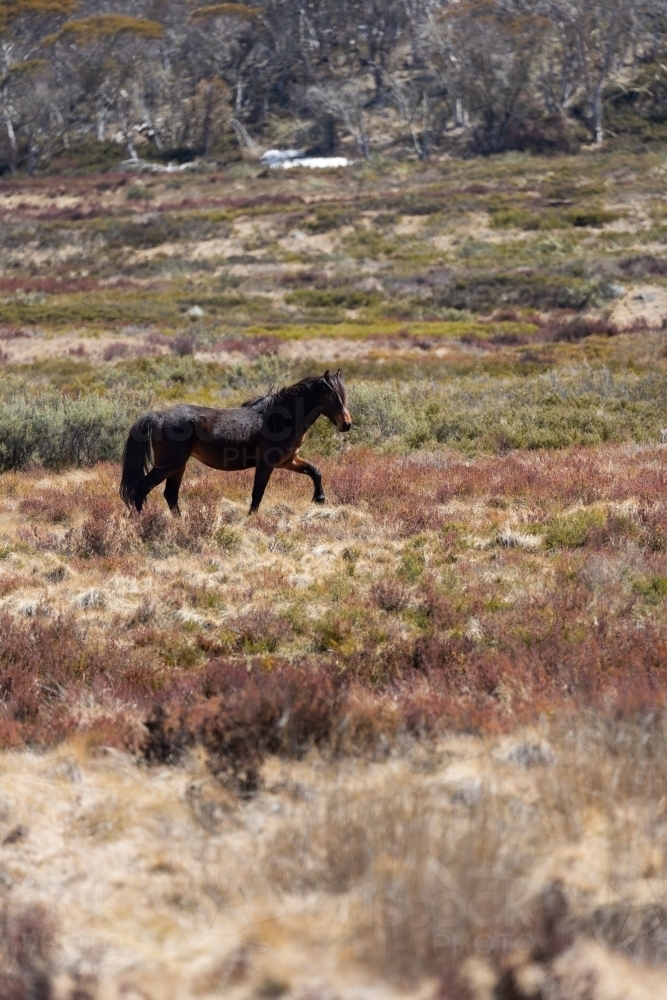 Image of Wild (feral) Snowy Mountains brumby stallion standing in open ...