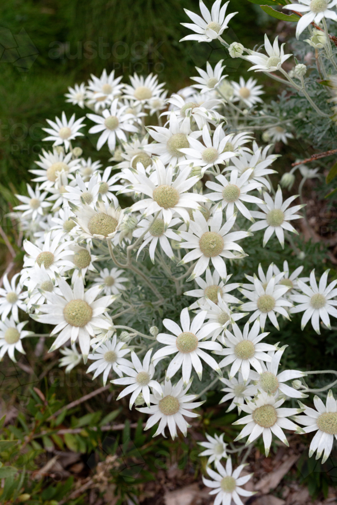 Image of Wild flannel flowers growing in bushland - Austockphoto