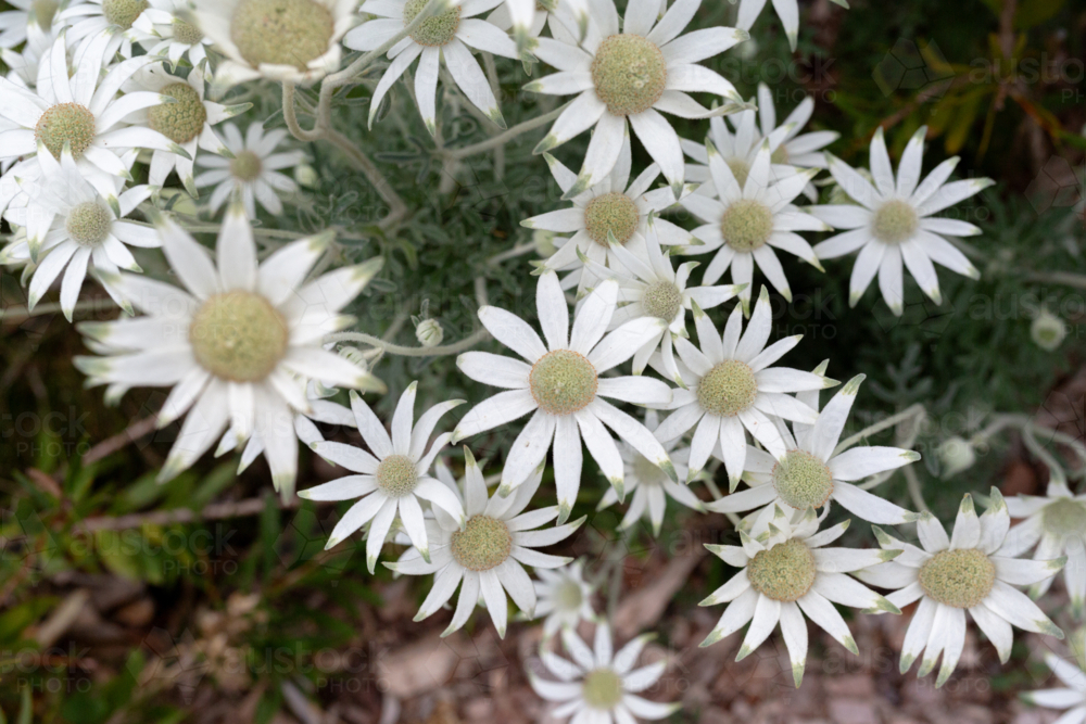 Image of Wild flannel flowers growing in bushland - Austockphoto