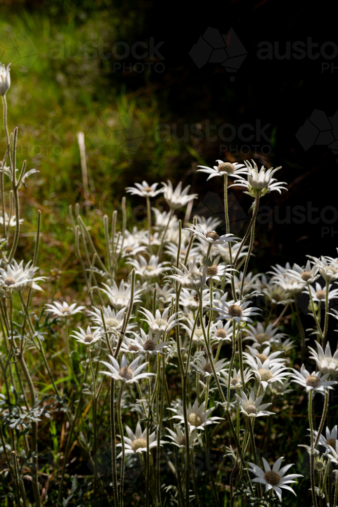 Image of Wild flannel flowers growing in bushland - Austockphoto
