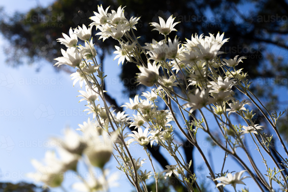 Image of Wild flannel flowers growing in bushland - Austockphoto