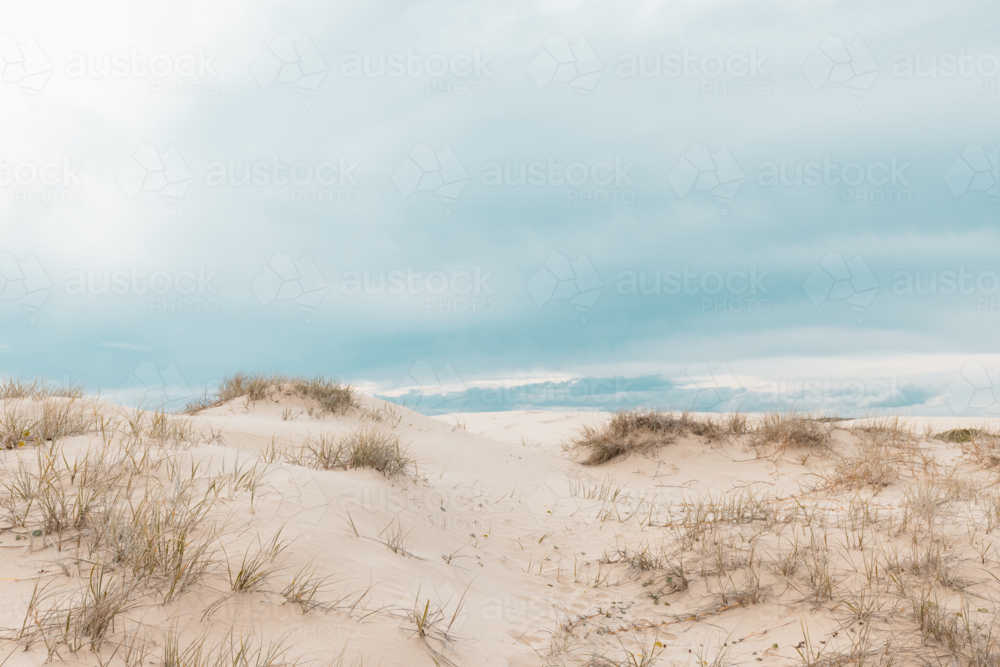 Image of Wild grass growing on sand dunes at Birubi Beach, Port ...