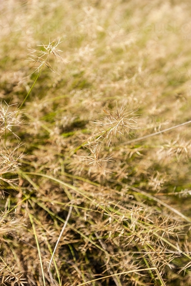 Image of wild grasses background - Austockphoto