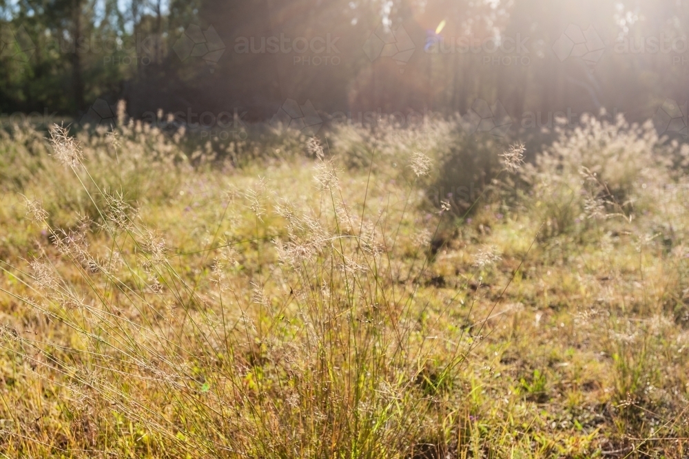 Image of wild grasses growing in a paddock - Austockphoto