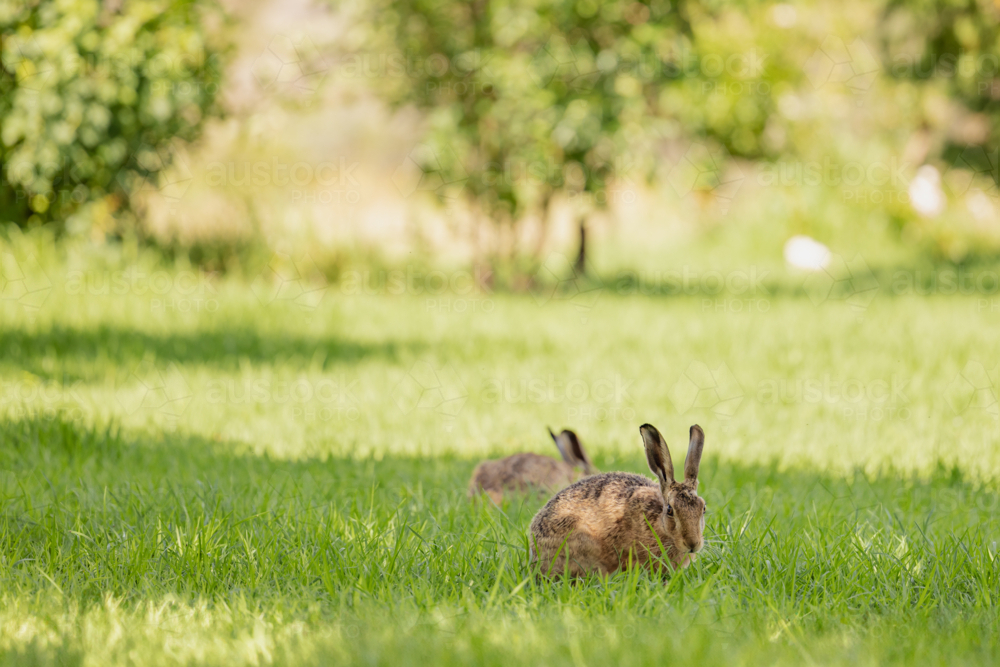 Image of Wild hares grazing in long green grass in rural backyard ...