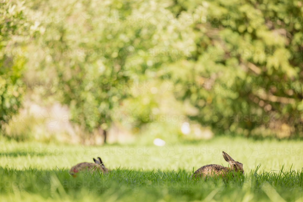 Image of Wild hares grazing in long green grass in rural backyard ...