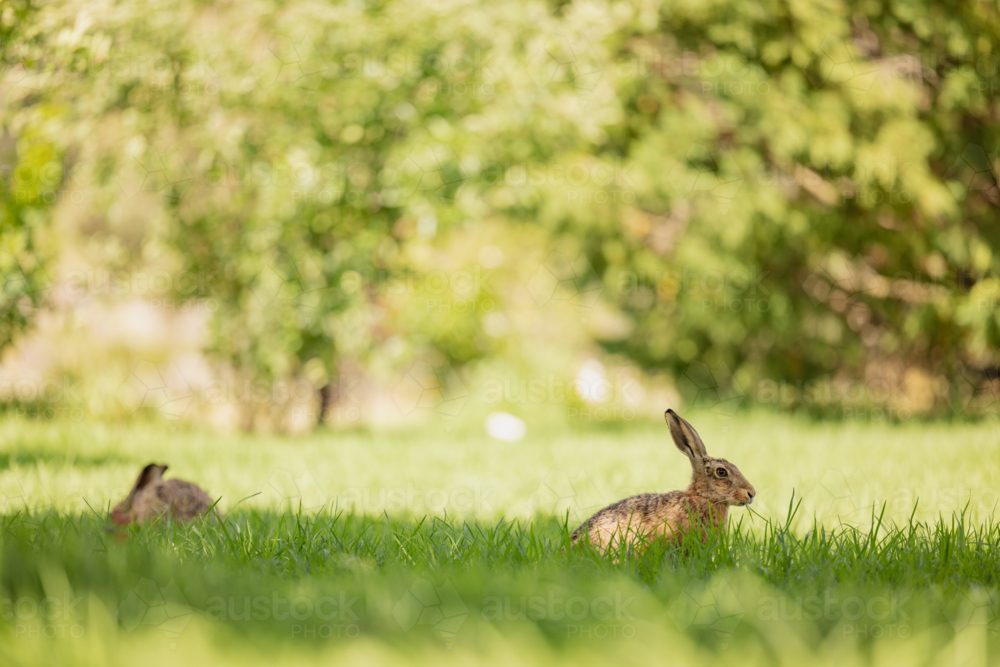 Image of Wild hares grazing in long green grass in rural backyard ...